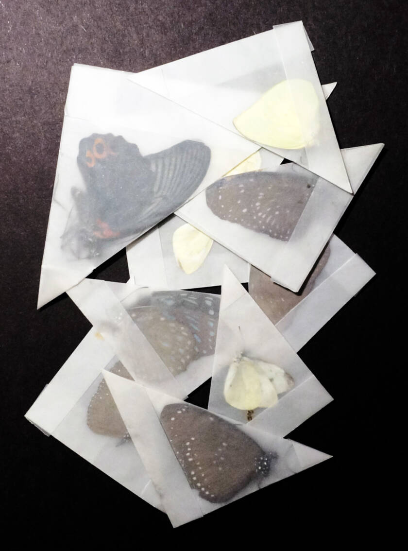 Starter Entomology Kit - Butterflies - Entiques