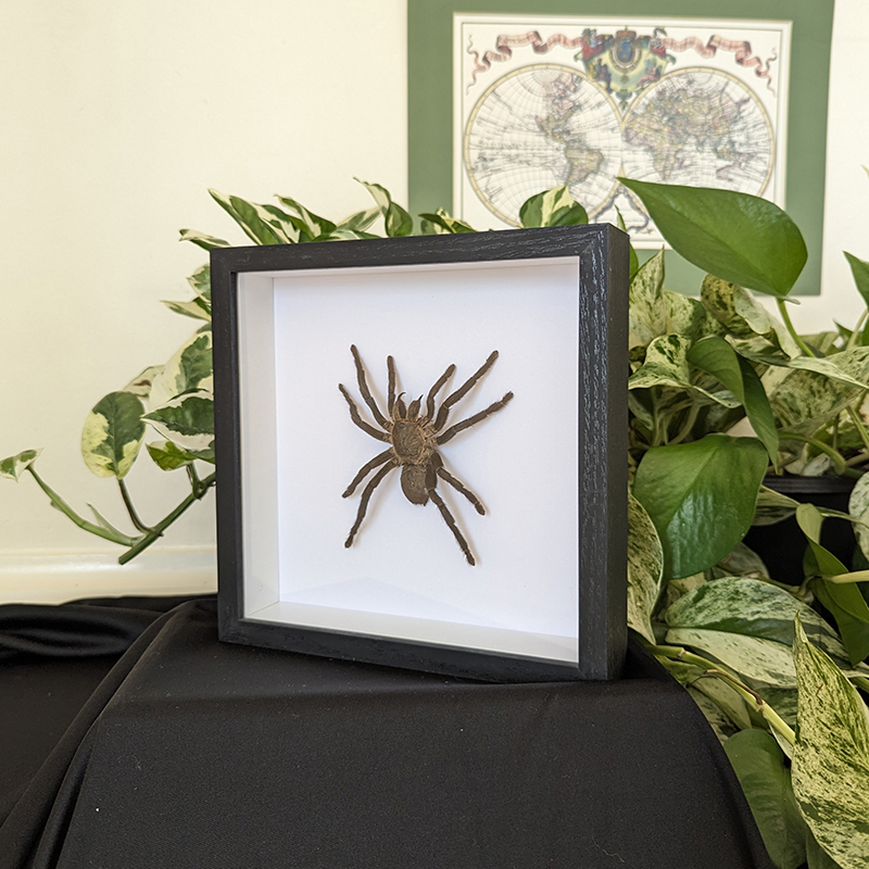 Cobalt Blue Tarantula ~ Cyriopagopus lividus Articulated M - Entiques