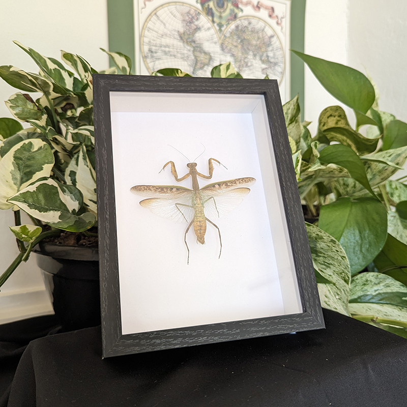 Mantis Brown – Entiques