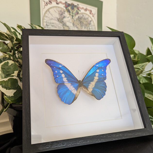 Helena Morpho ~ Morpho helena - Entiques