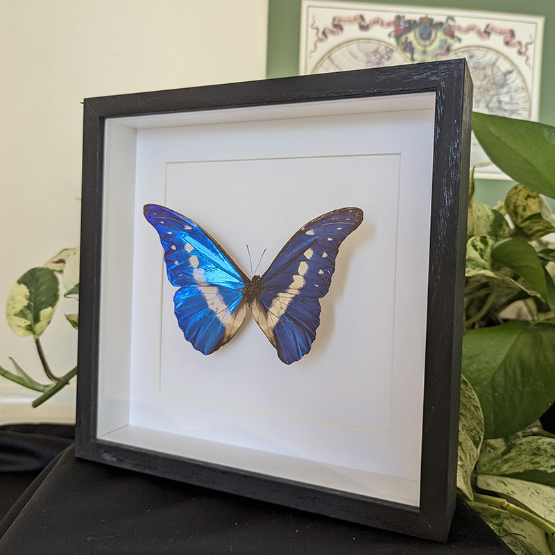 Helena Morpho ~ Morpho helena - Entiques