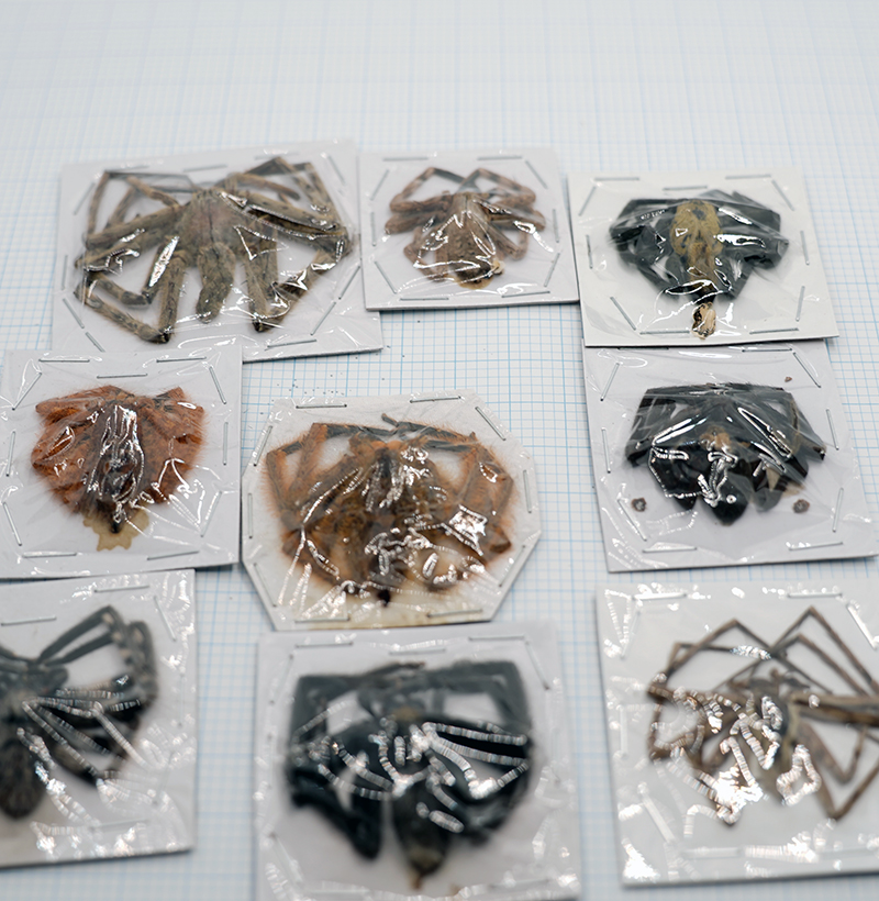 Heteropoda Sp Mix - Entiques