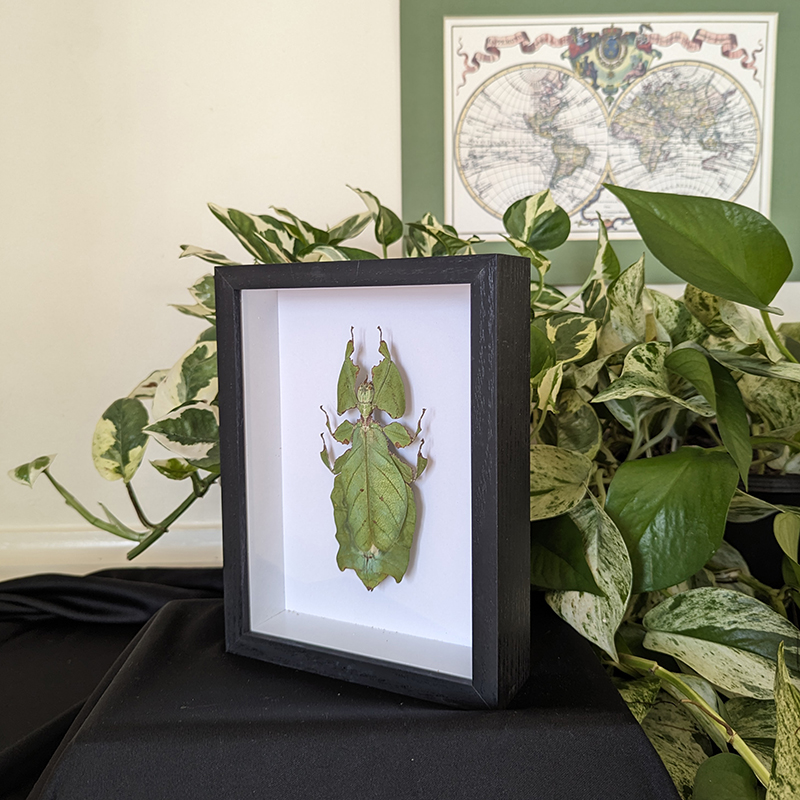 Giant Malaysian Leaf Insect ~ Pulchriphyllium giganteum - Entiques